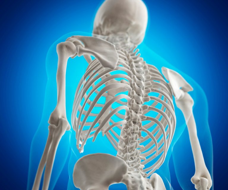 Bone development – SK Radiology